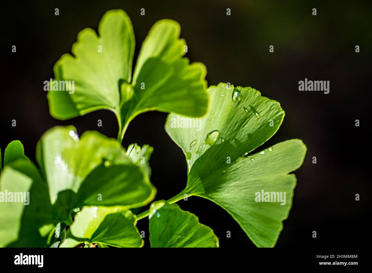 Sommeer hi-res stock photography and images - Alamy