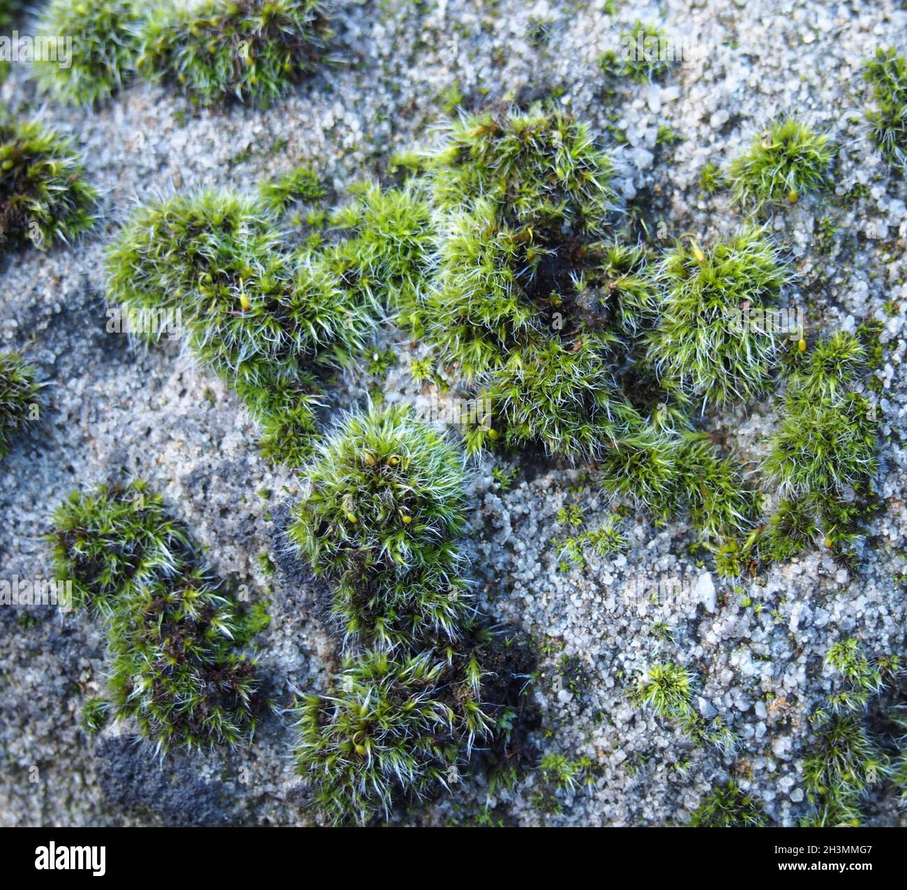 A close up of swanâ€™s neck thyme moss growing on sandstone in winter ...