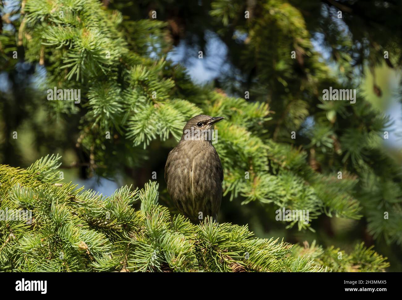 Starling wings hi-res stock photography and images - Alamy