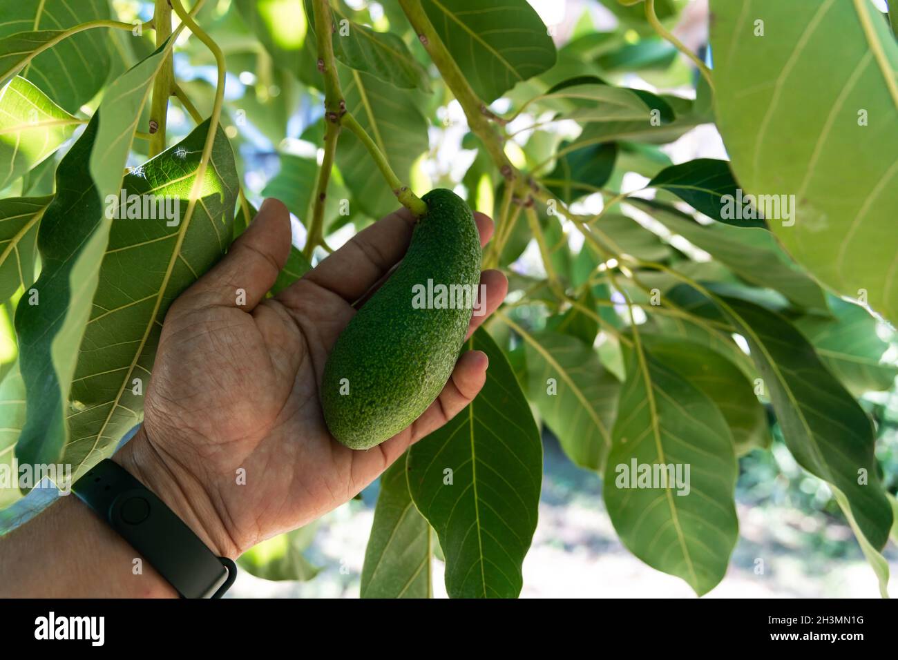 Organic green avocado fruit hanging on a tree branch, the man holding ...
