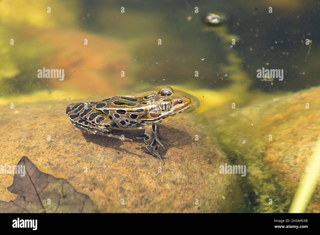 The northern leopard frog Stock Photo - Alamy