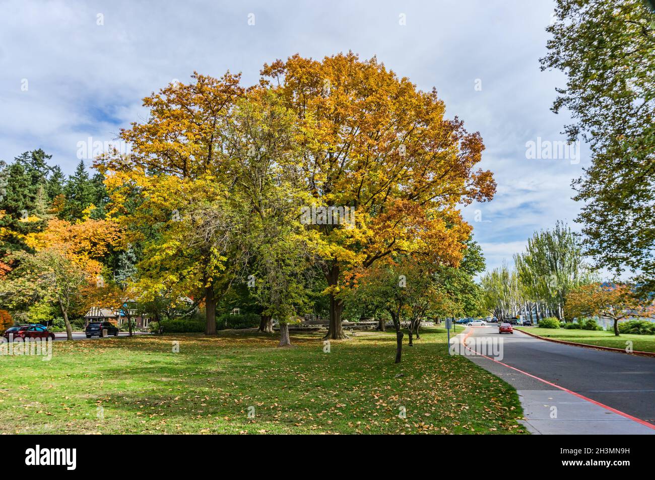 Fall colors at Seward Park in Seattle, Washington Stock Photo - Alamy
