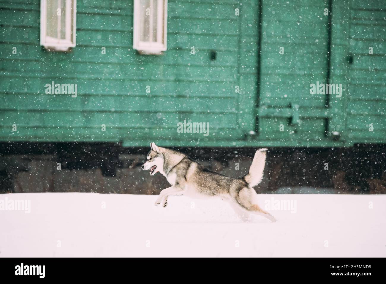 Young Husky Dog Play, Fast Funny Running Outdoor In Snow, Snowdrift ...