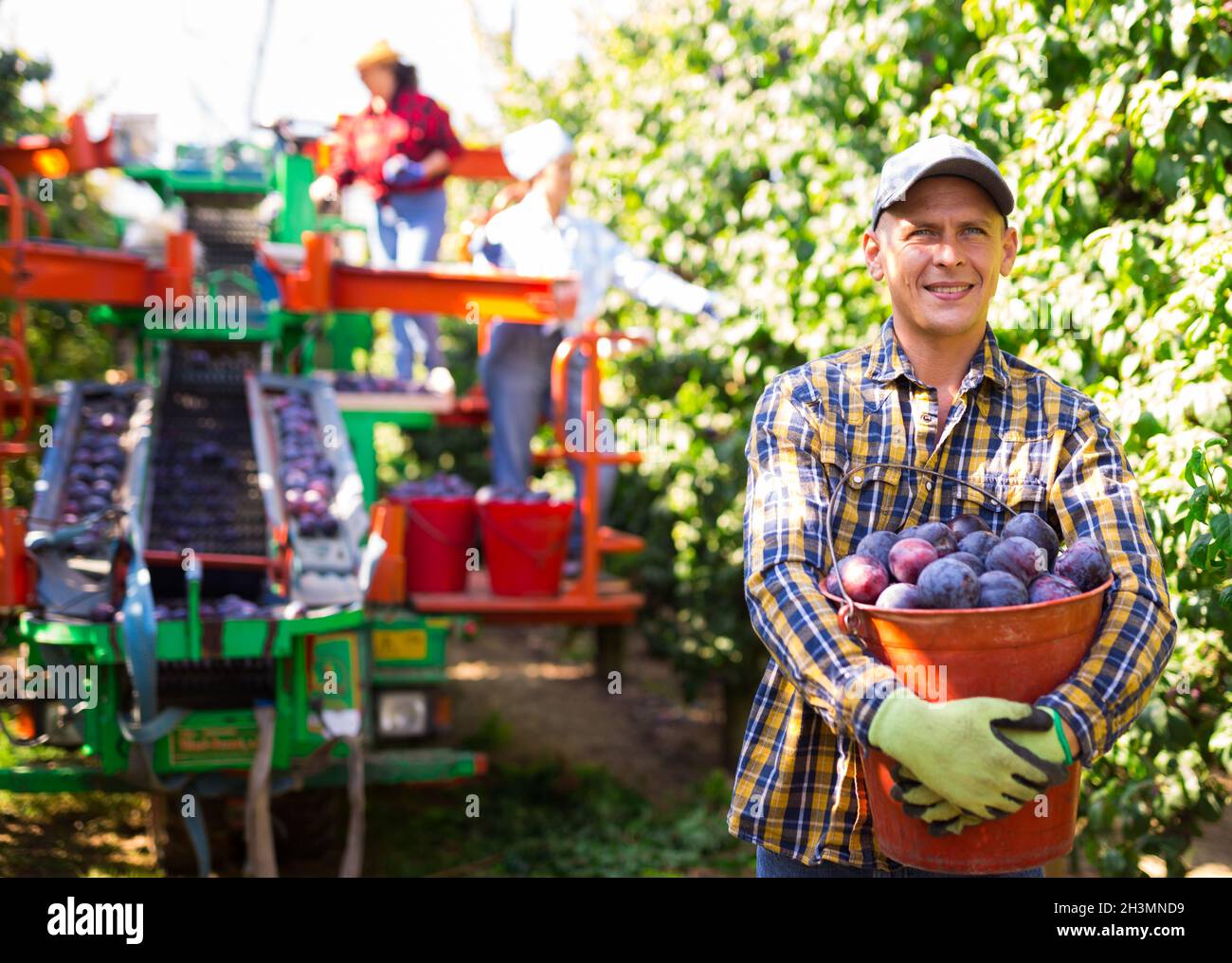 Man gathering harvest purple hi-res stock photography and images - Alamy
