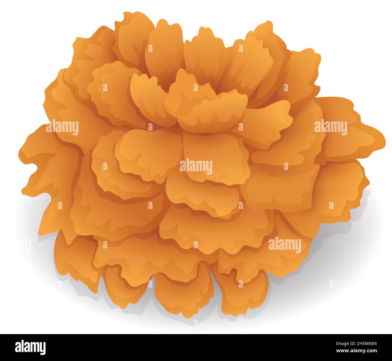Beautiful marigold flower -or cempasuchil in Mexican culture- isolated ...
