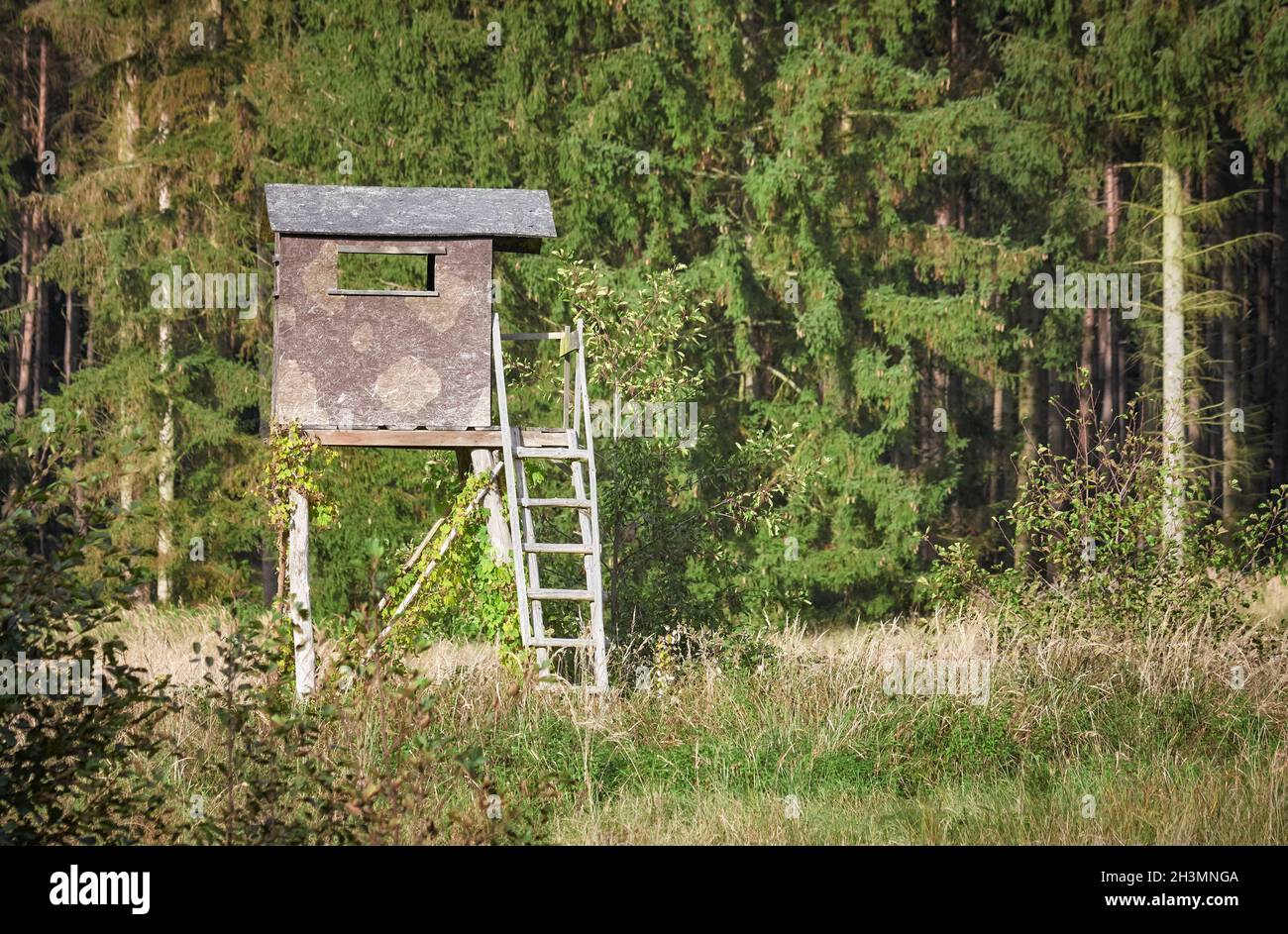 Boar hunt hi-res stock photography and images - Alamy