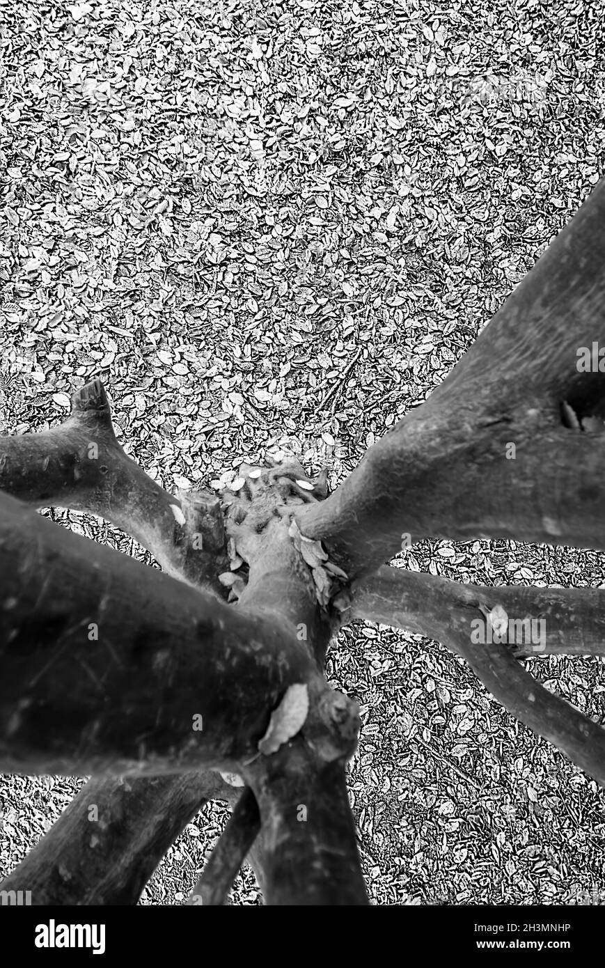 Aerial view autumn Black and White Stock Photos & Images - Alamy