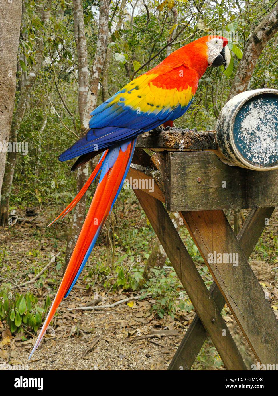 Ara Macao in Copan Ruinas, Honduras Stock Photo - Alamy