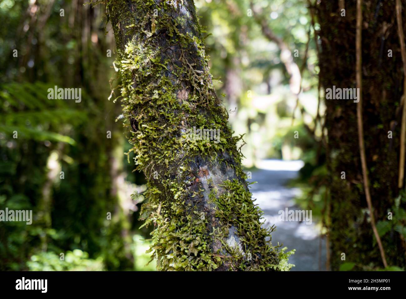 Untouched native forest with unique vegetation. West Coast, South ...