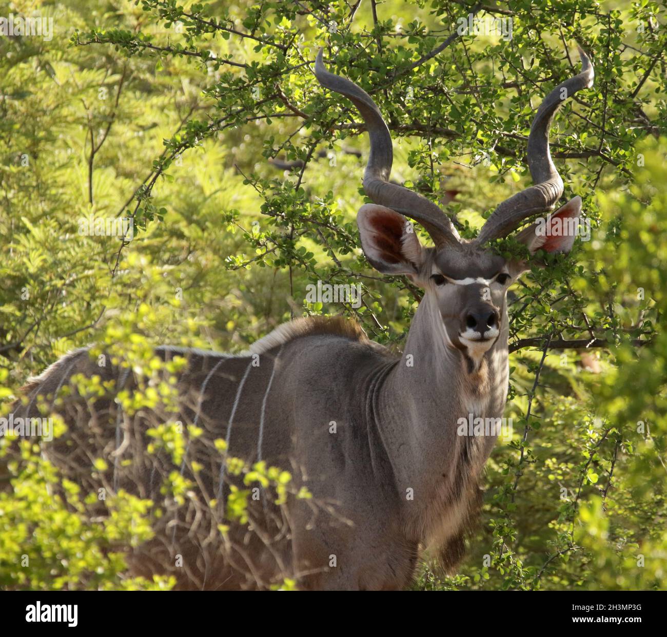 Klaserie reserve hi-res stock photography and images - Alamy