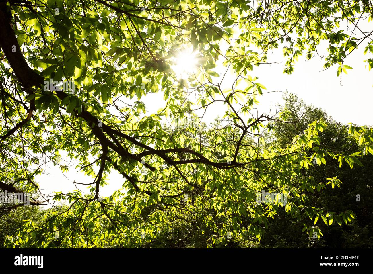 Crossed branches hi-res stock photography and images - Alamy