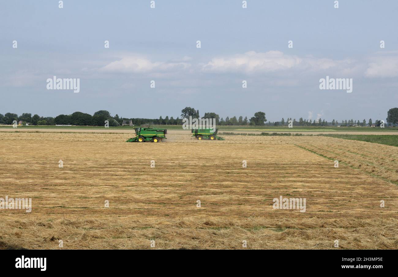 Grass seeds hi-res stock photography and images - Alamy