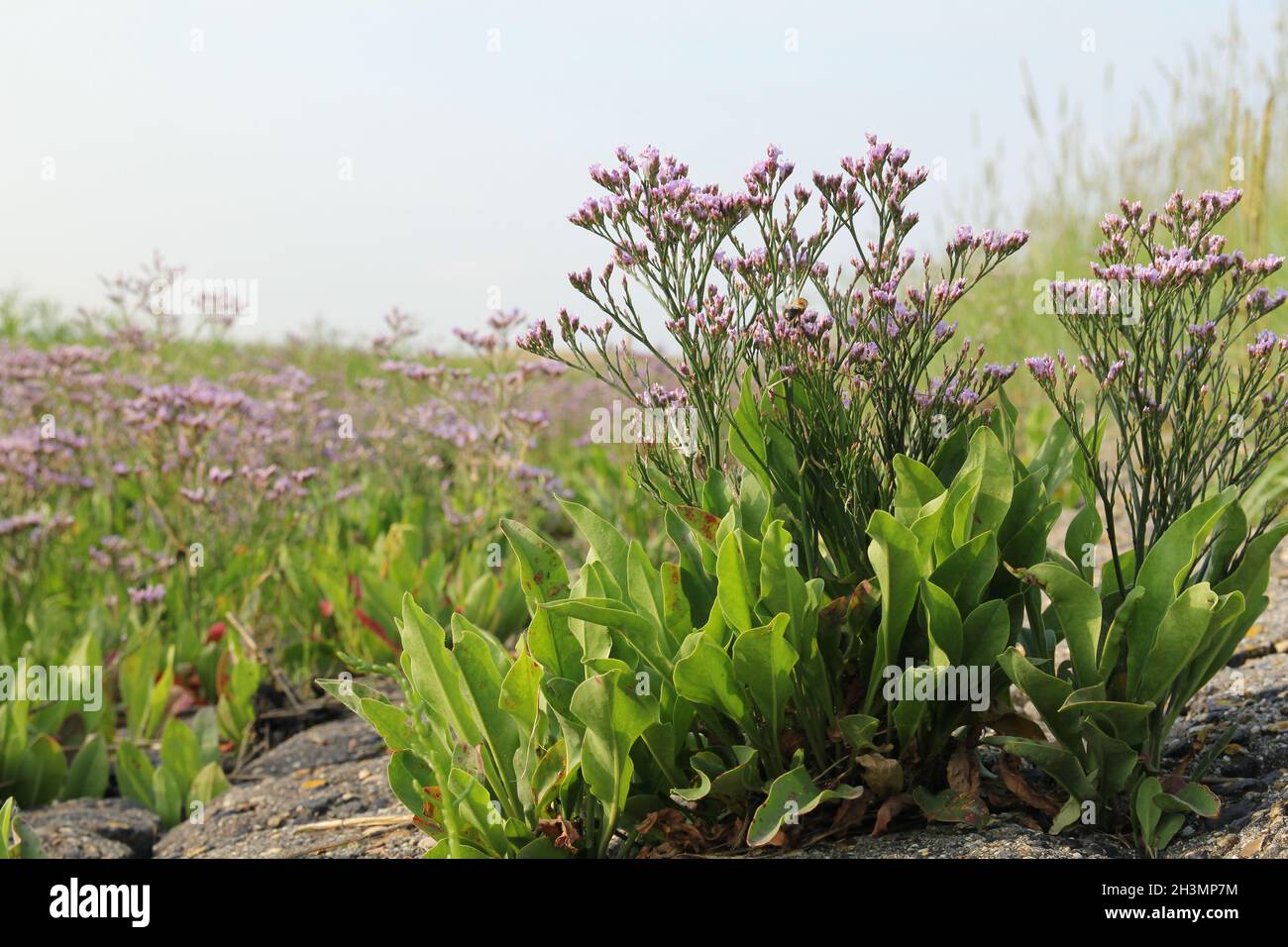 a beautiful purple sea lavender plant is blooming at the sea wall of ...