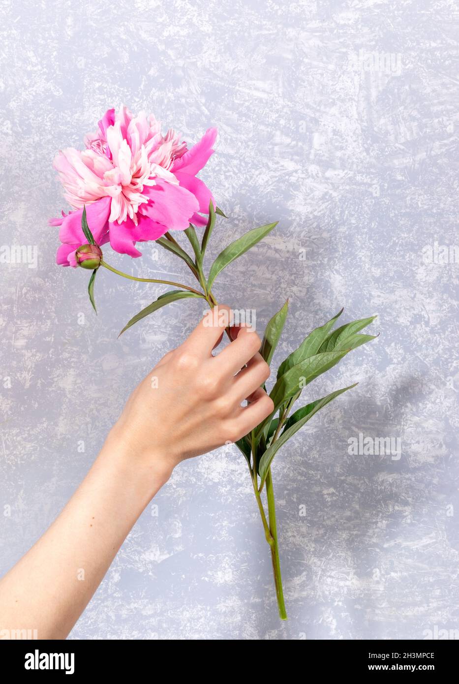 Woman hand holding wonderful gentle pale pink peony on light grey ...