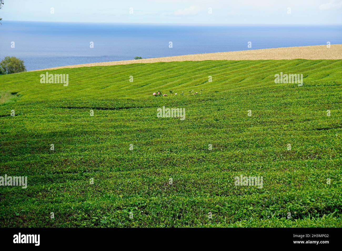 amazing green landscape on the azores island sao miguel Stock Photo - Alamy