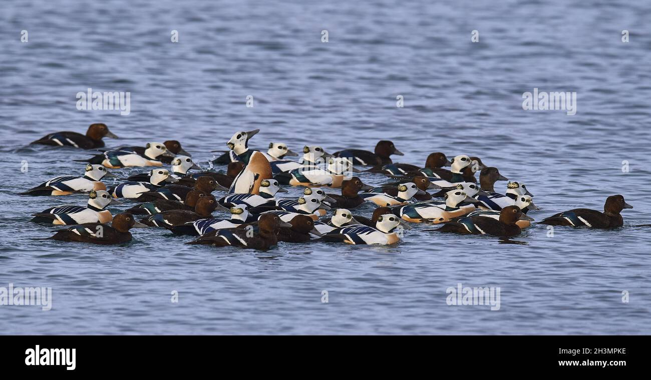 Pinto duck hi-res stock photography and images - Alamy
