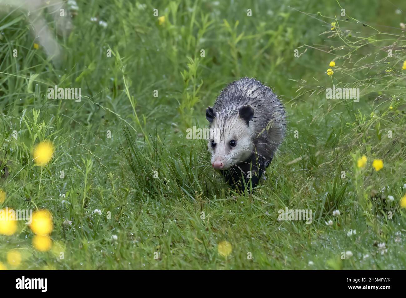 The opossum on a forest trail in the morning dew Stock Photo - Alamy