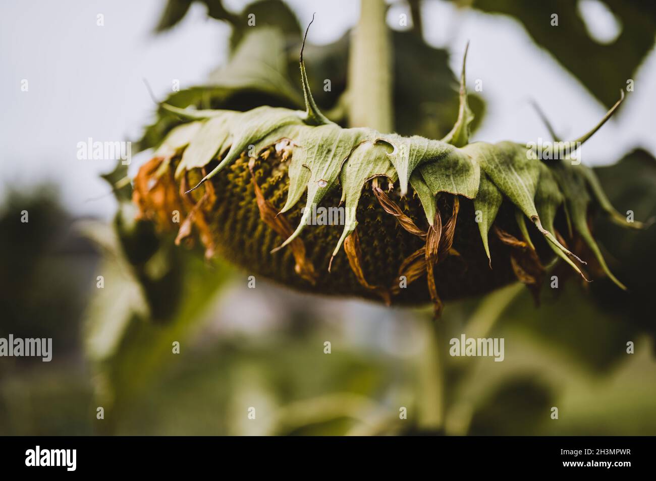 Drooping Sunflower High Resolution Stock Photography and Images - Alamy