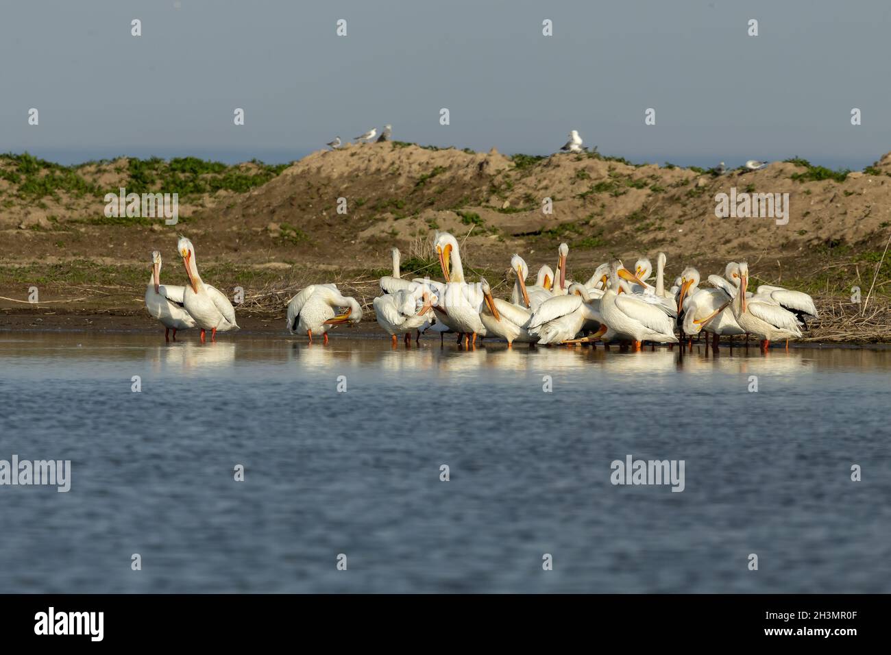 Flock of white American pelican Stock Photo - Alamy