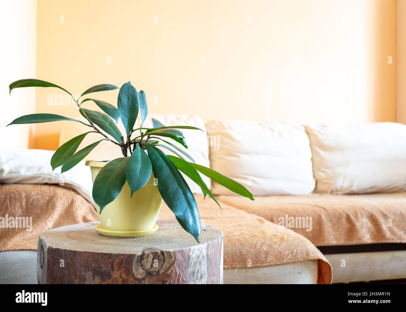 Stylish trendy home real interior with green house plant ficus on round ...