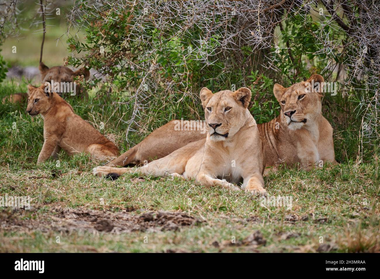 pride of lioness (lion, Panthera leo) in Lake Manyara National Park ...