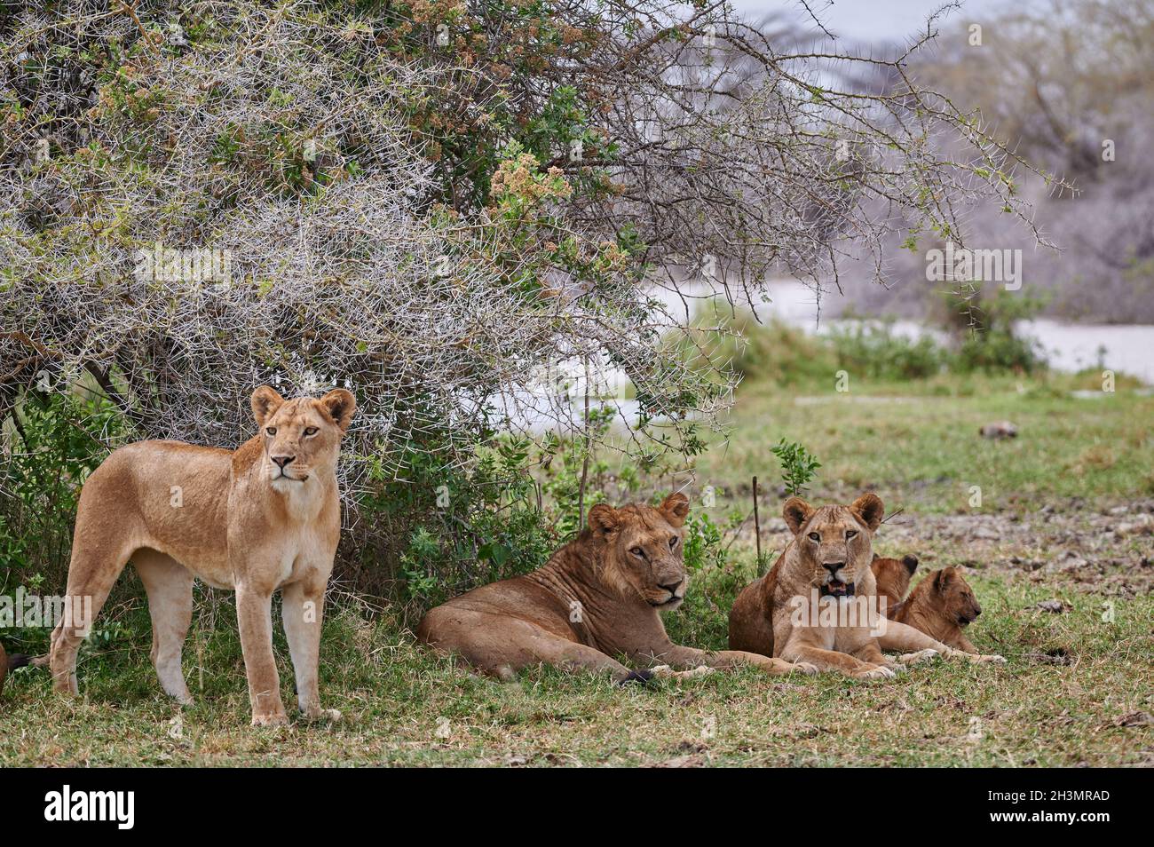 pride of lioness (lion, Panthera leo) in Lake Manyara National Park ...
