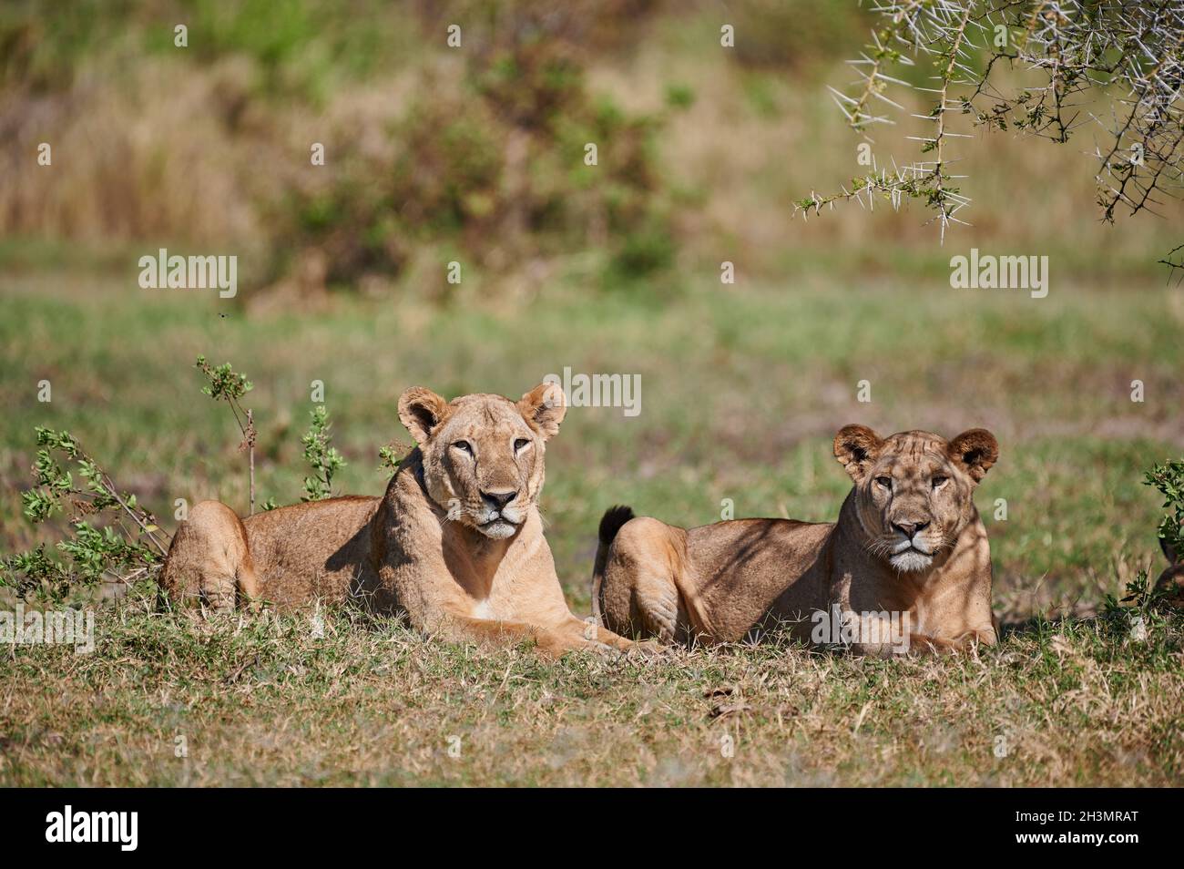 pride of lioness (lion, Panthera leo) in Lake Manyara National Park ...