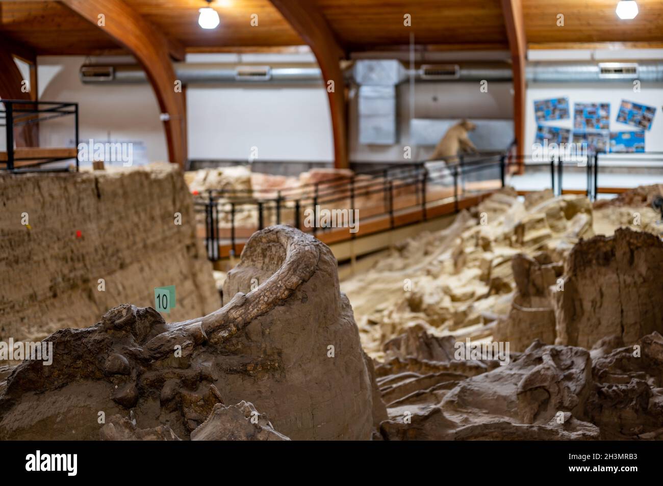 Hot Springs, South Dakota -10.2021: bones being excavated at the ...