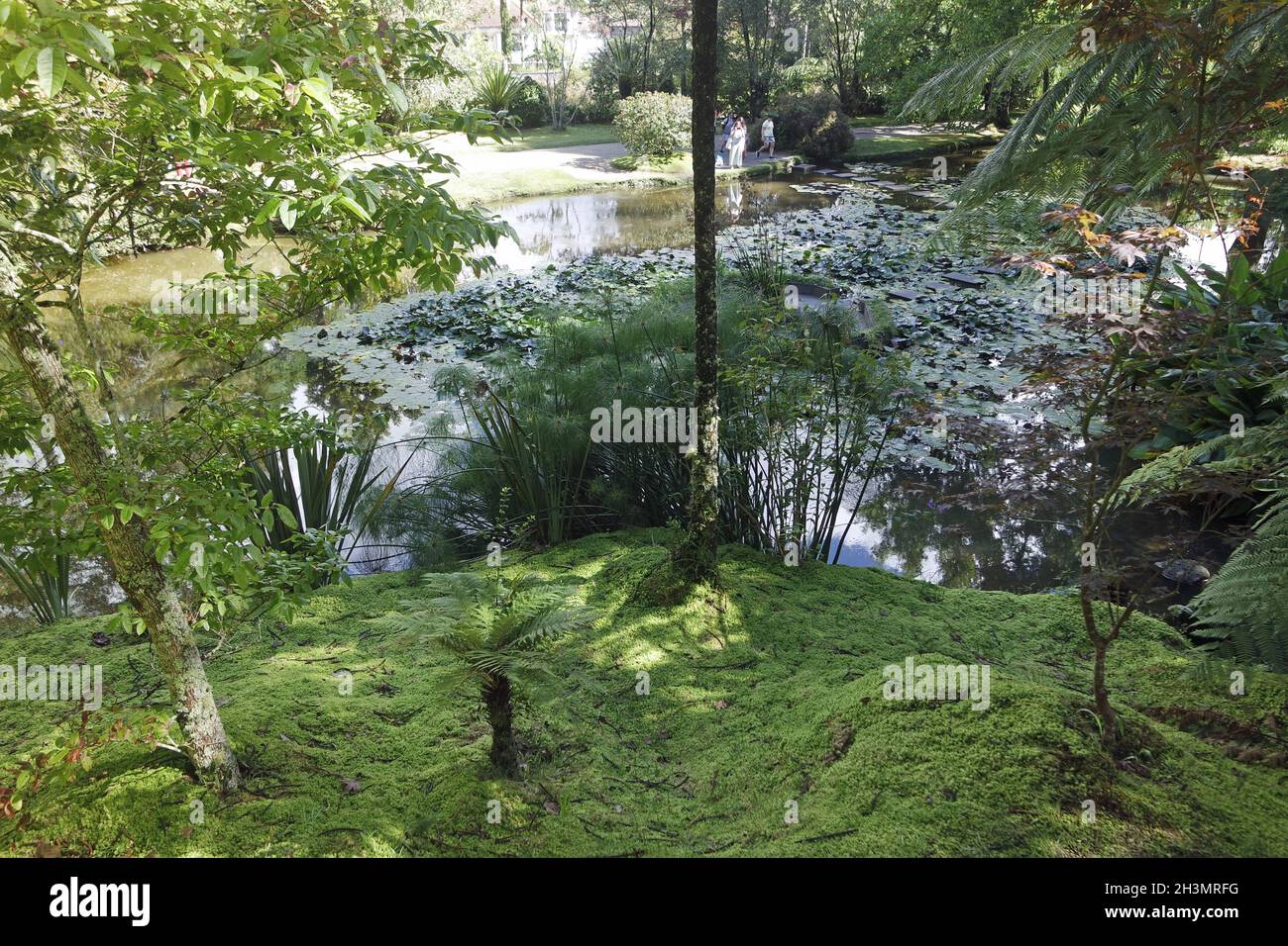amazing green landscape on the azores island sao miguel Stock Photo - Alamy