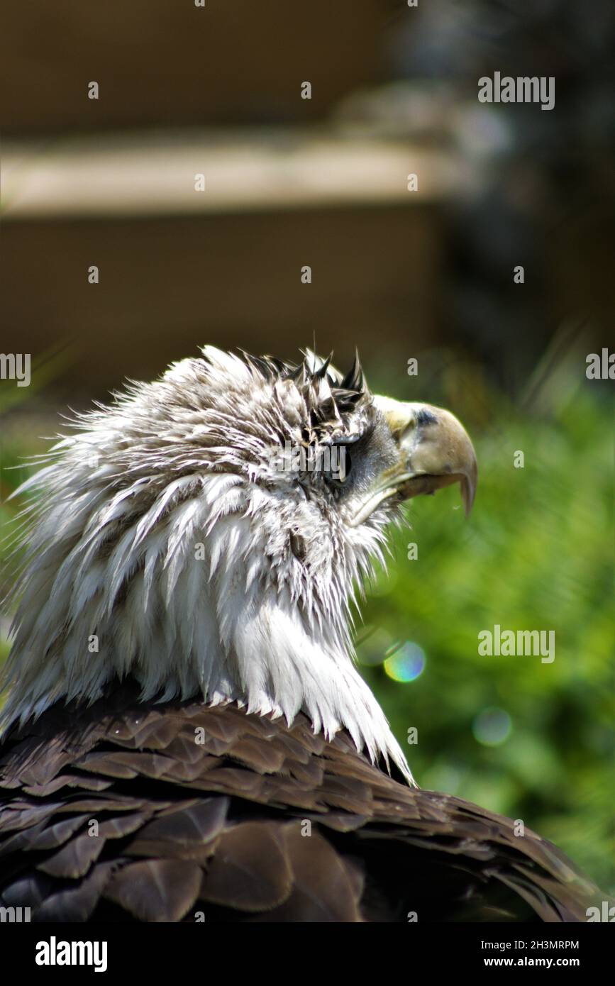 Bald eagle head shot alaska hi-res stock photography and images - Alamy