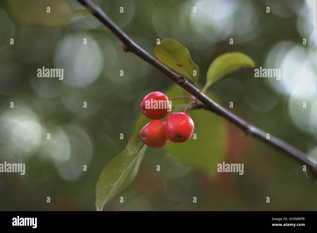 Wolfs berry hi-res stock photography and images - Alamy