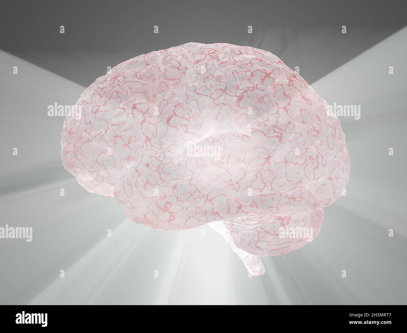 Human brain model. 3D rendering Stock Photo - Alamy