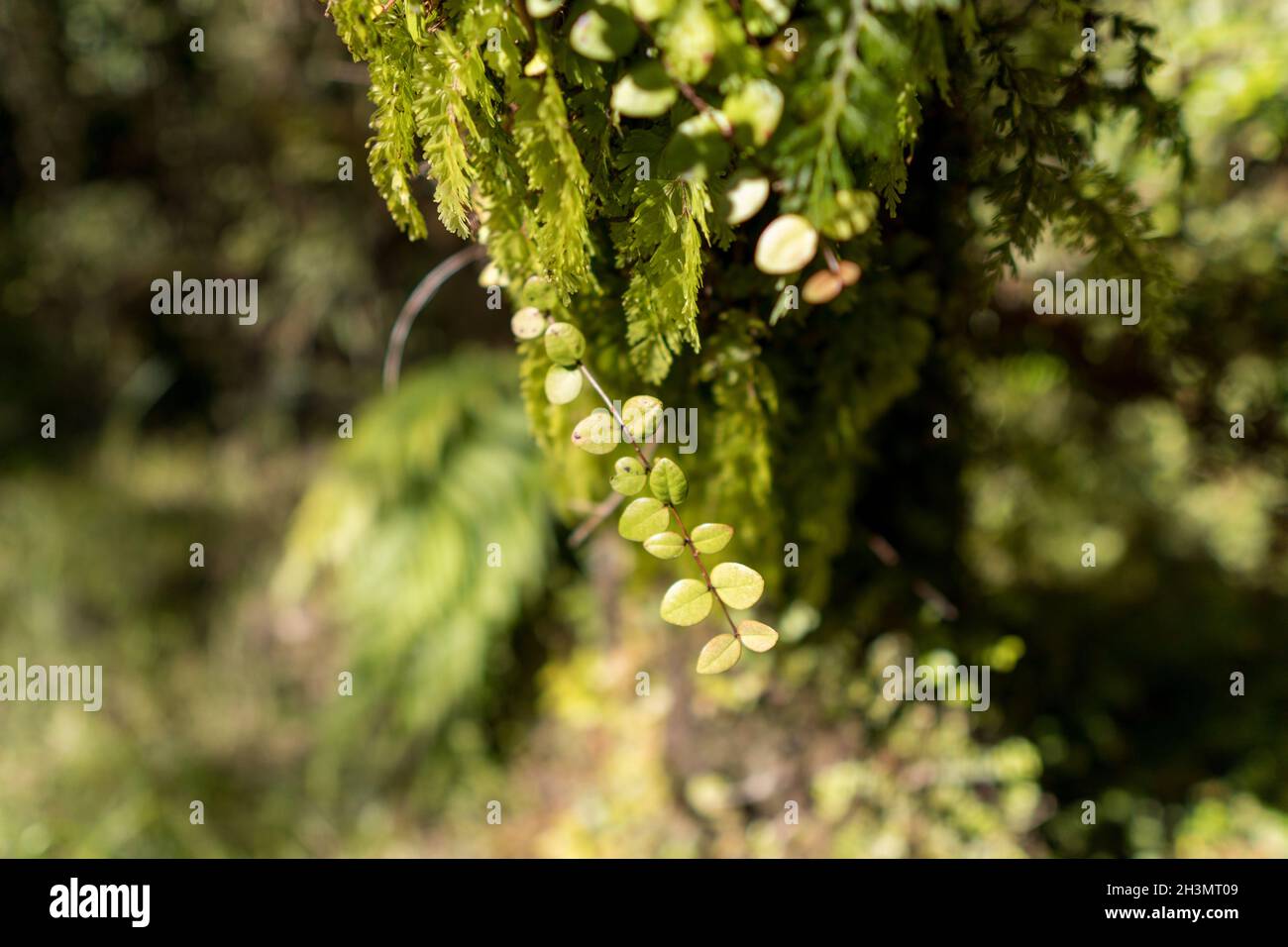 Untouched native forest with unique vegetation. West Coast, South ...