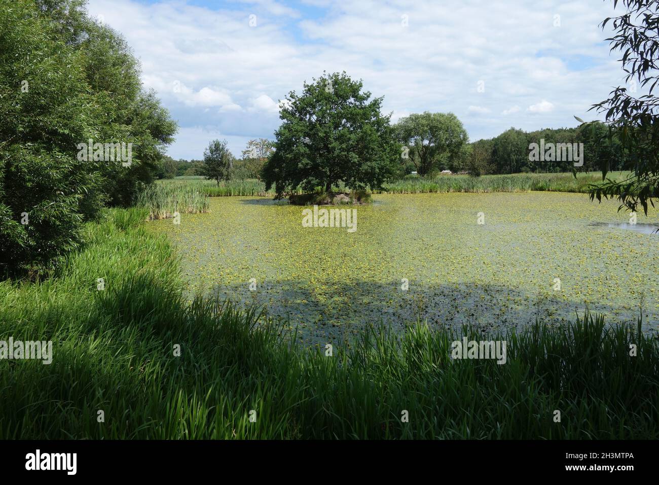 Fringed waterlilies hi-res stock photography and images - Alamy