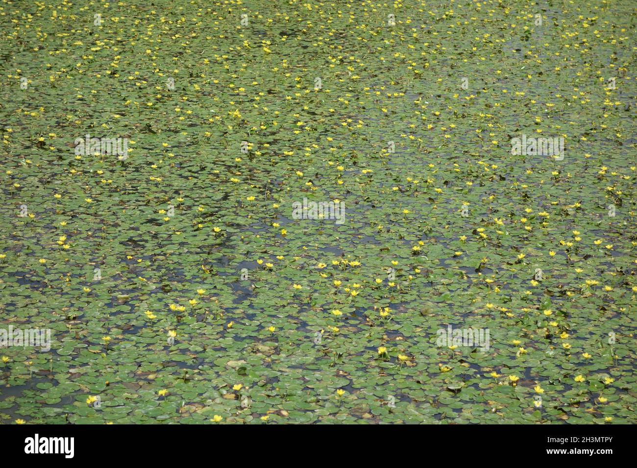 Fringed waterlilies hi-res stock photography and images - Alamy
