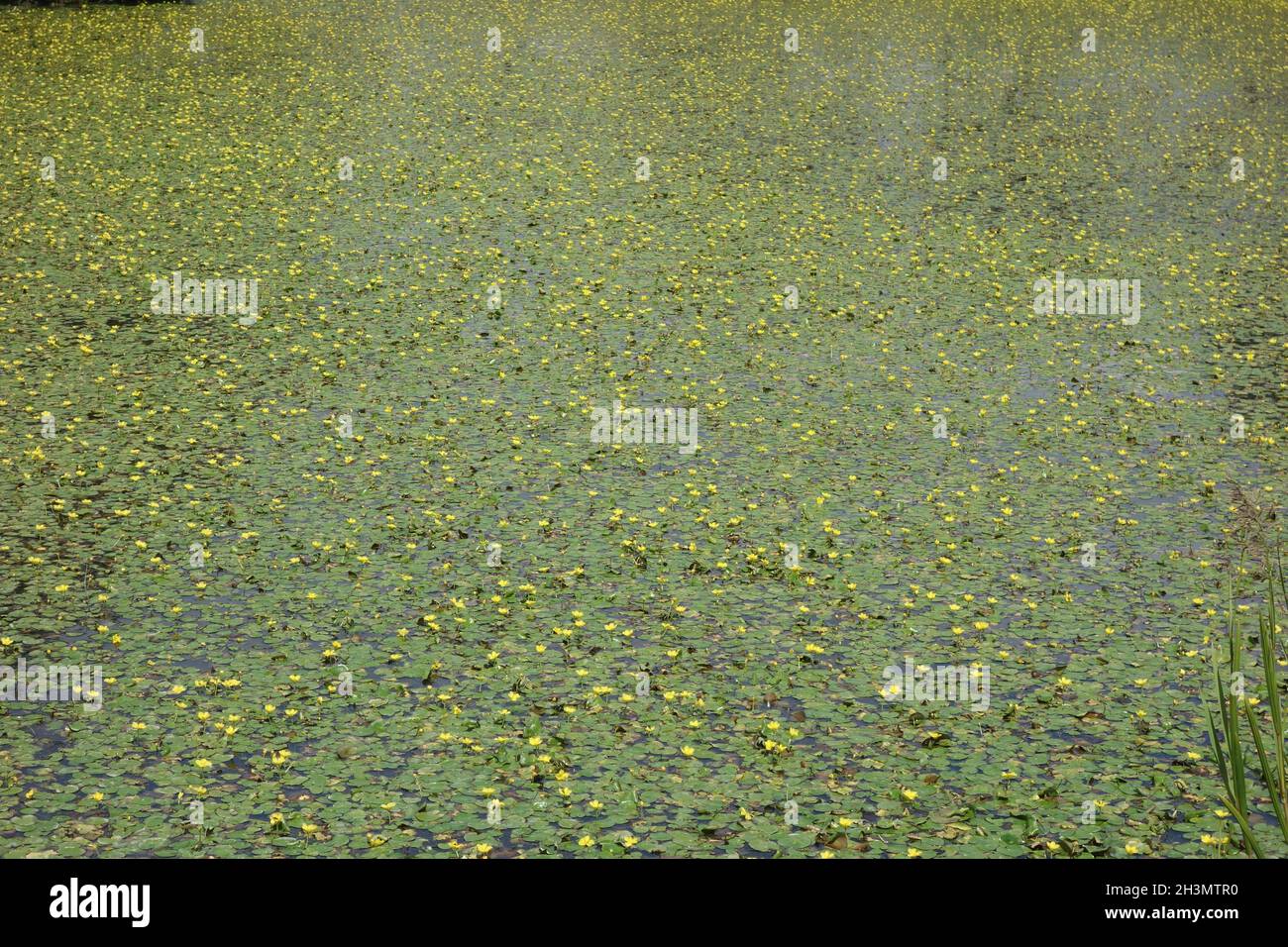 Fringed waterlilies hi-res stock photography and images - Alamy