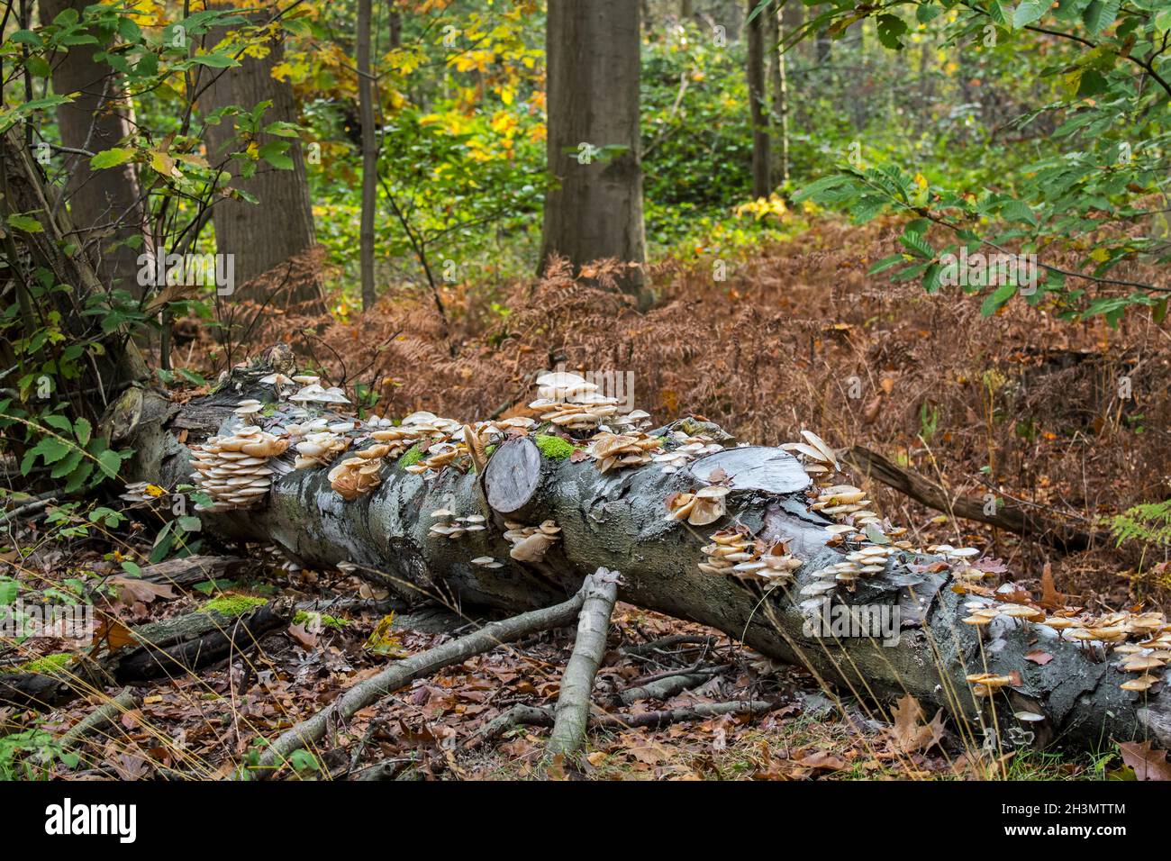 Porcelain fungus (Oudemansiella mucida) clusters of fungi / mushrooms ...