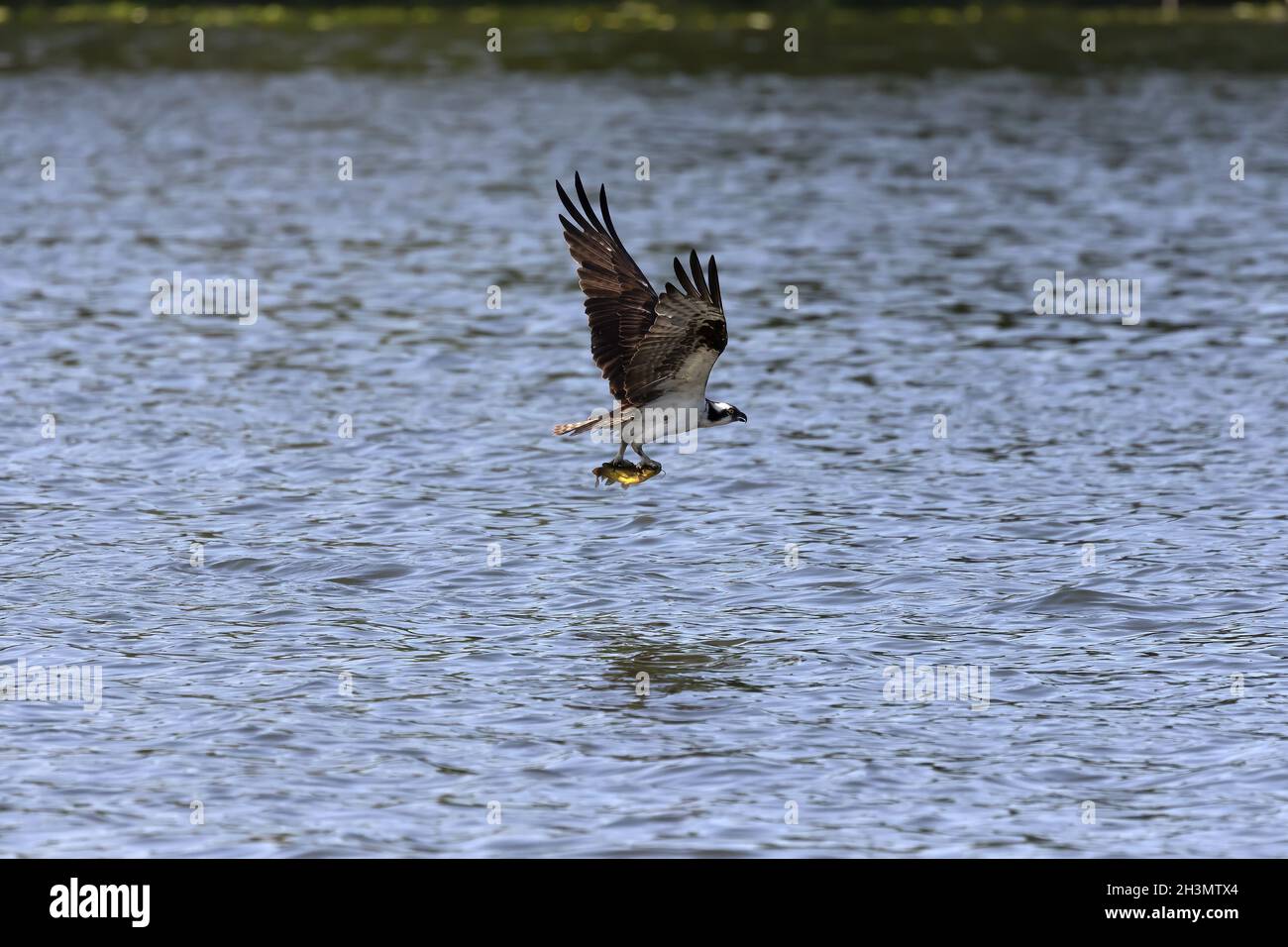 Osprey attack hi-res stock photography and images - Alamy