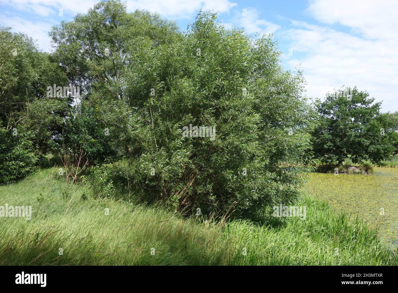 White willow flower salix alba hi-res stock photography and images - Alamy