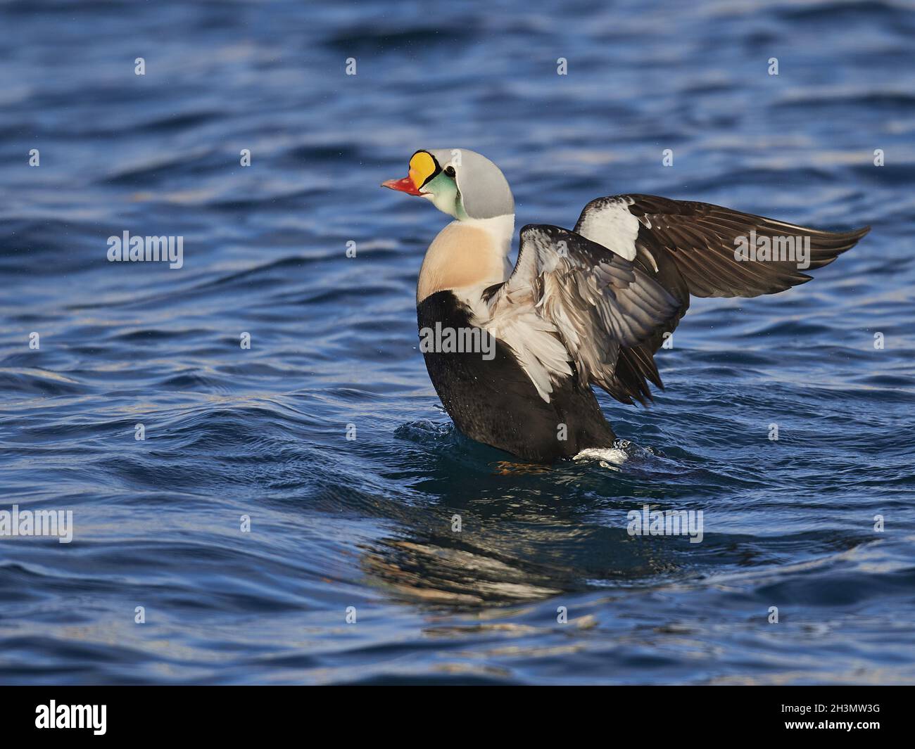Prachteiderente hi-res stock photography and images - Alamy
