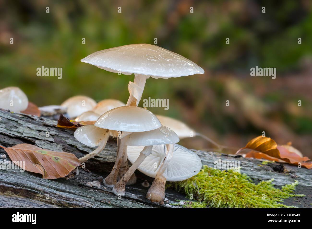 Porcelain fungus (Oudemansiella mucida) clusters of fungi / mushrooms ...