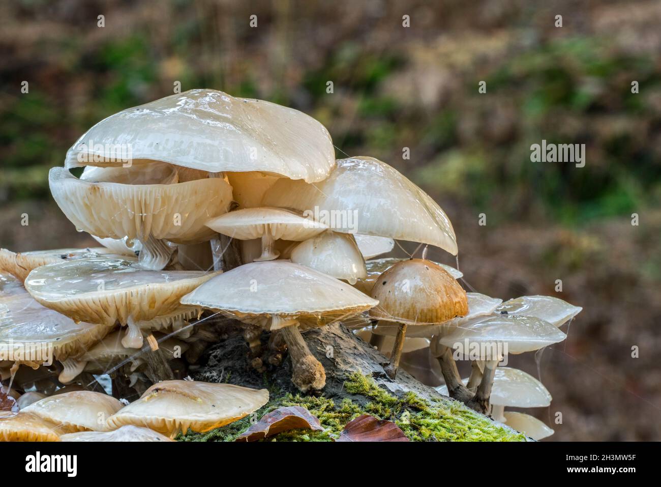 Porcelain fungus (Oudemansiella mucida) clusters of fungi / mushrooms ...