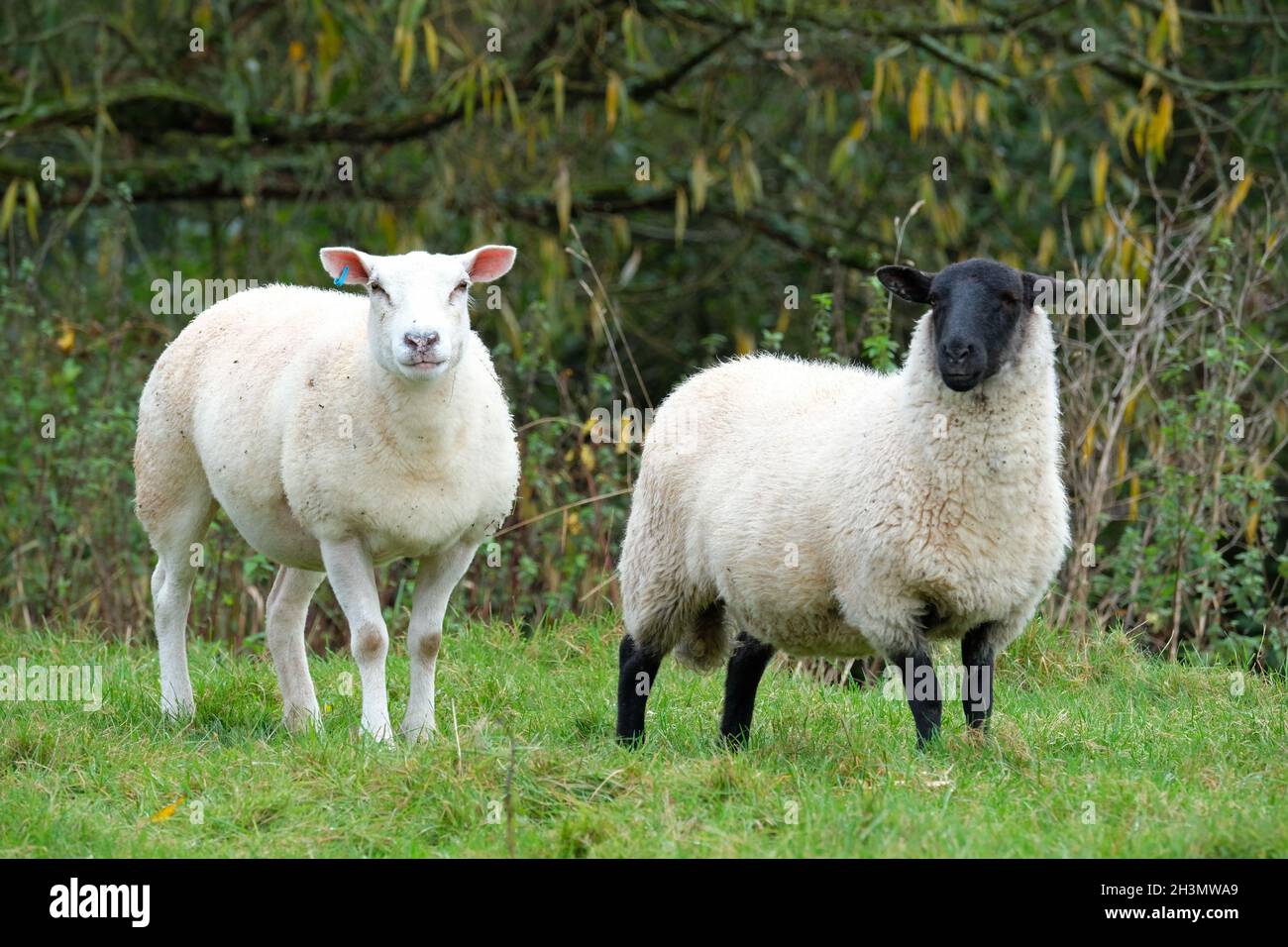 Sheep a pair of sheep one white face one black face in October 2021 UK ...