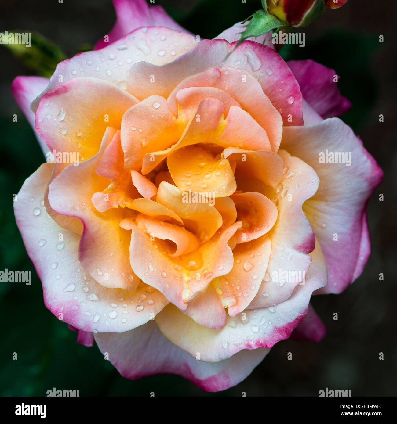 A Beautiful Rose Flower with Raindrops Stock Photo - Alamy