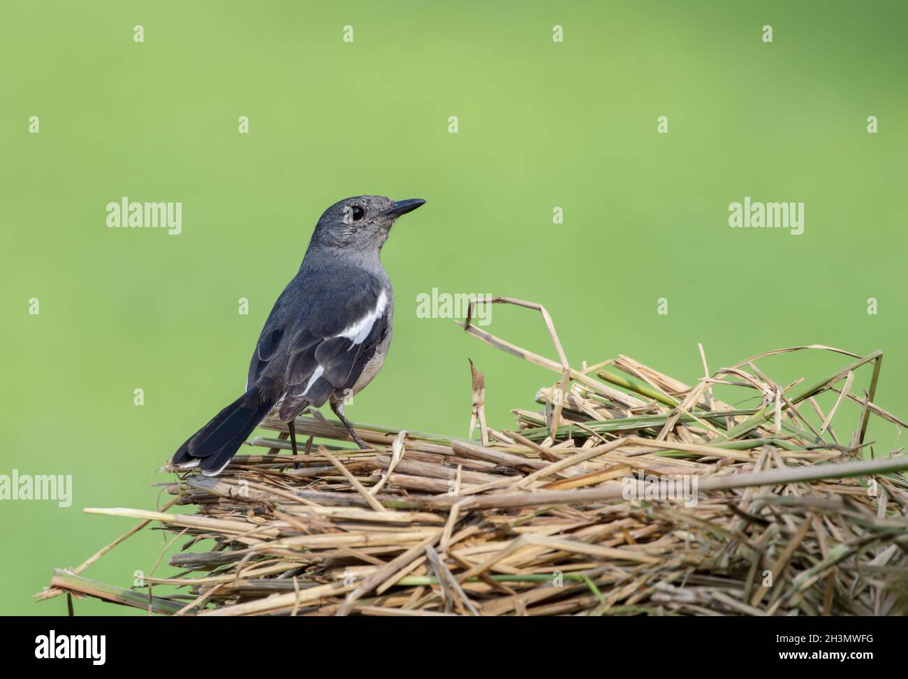 Oriental magpie-robin (Female) stock photo Stock Photo - Alamy
