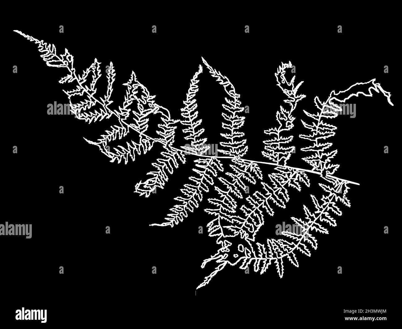 A white outline silhouette of a fern on a black background Stock Photo ...