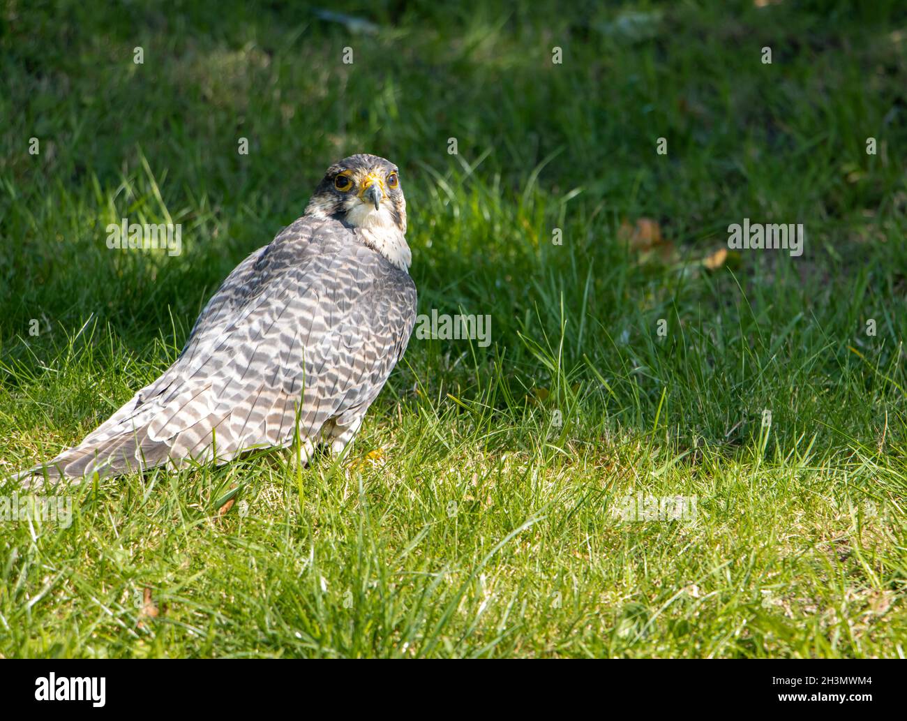The peregrine falcon (Falco peregrinus) in a green grass Stock Photo ...