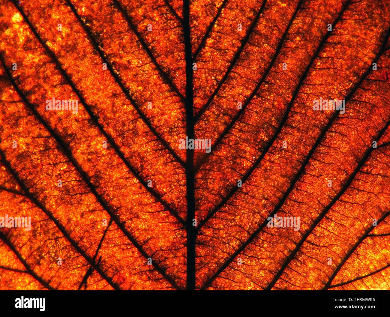 Full frame close up of an orange brown autumn leaf showing veins and ...