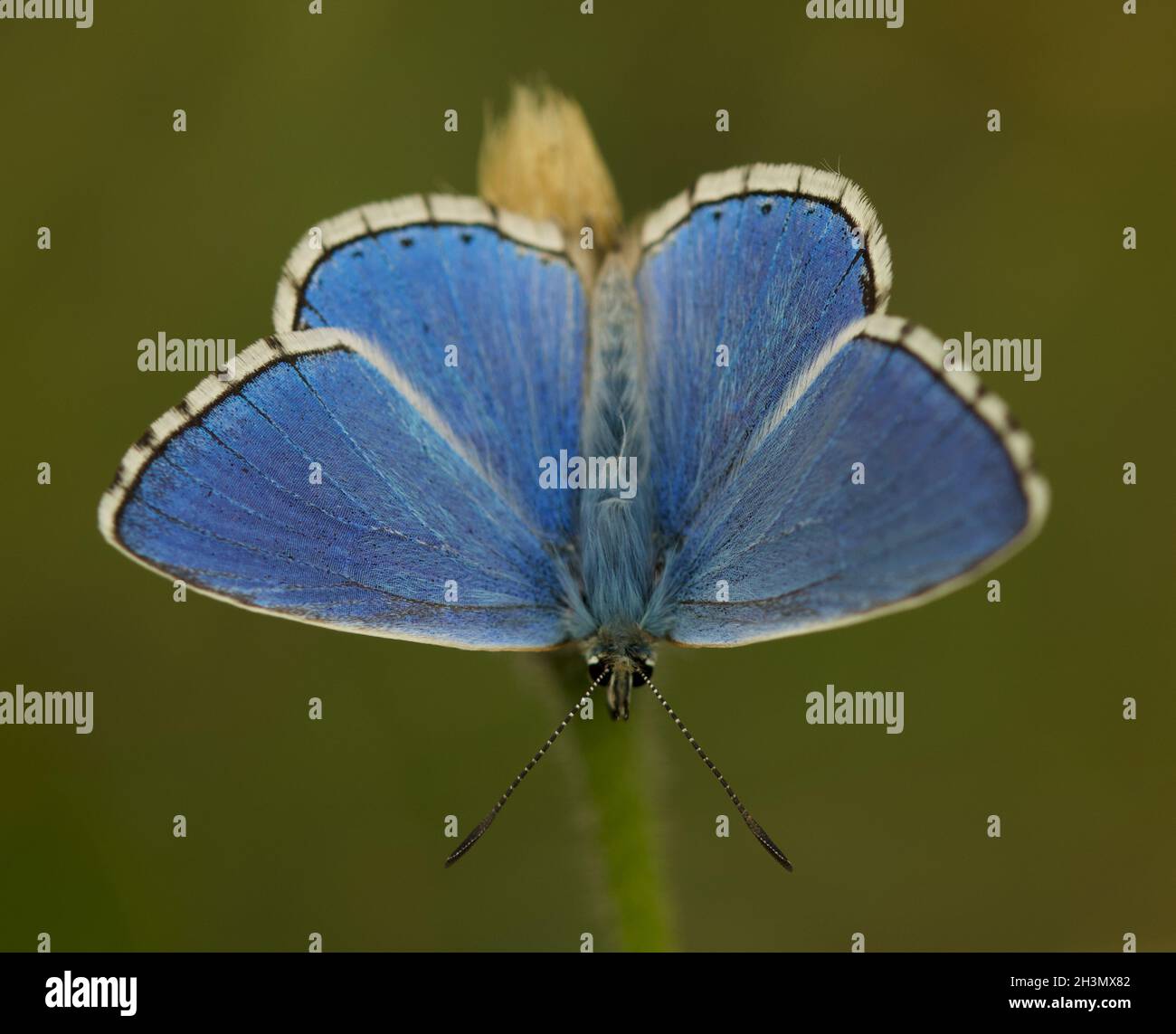 Adonis blue butterfly Stock Photo - Alamy