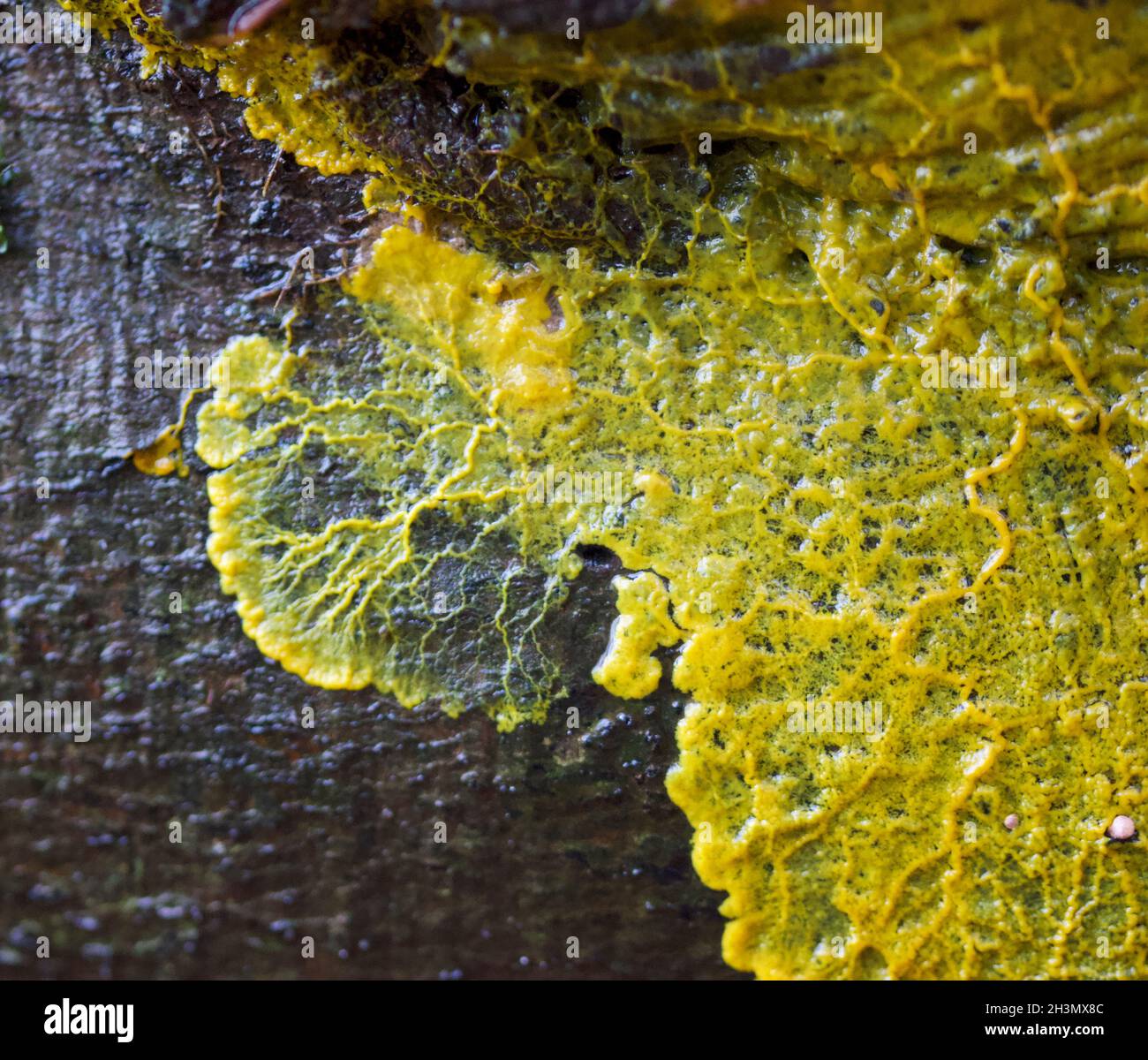 Yellow slime mould hi-res stock photography and images - Alamy